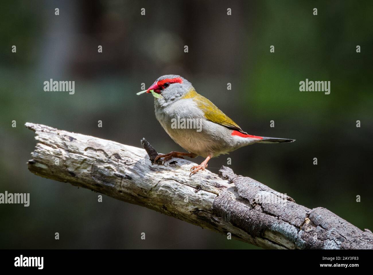 Red-browed firetail finch Stock Photo - Alamy