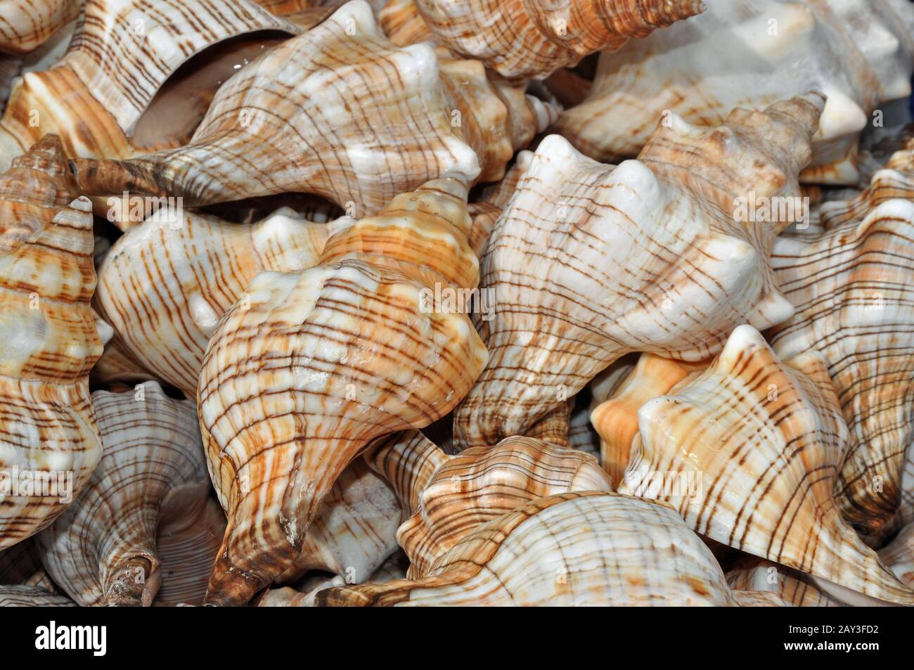 Gastropods High Resolution Stock Photography and Images - Alamy