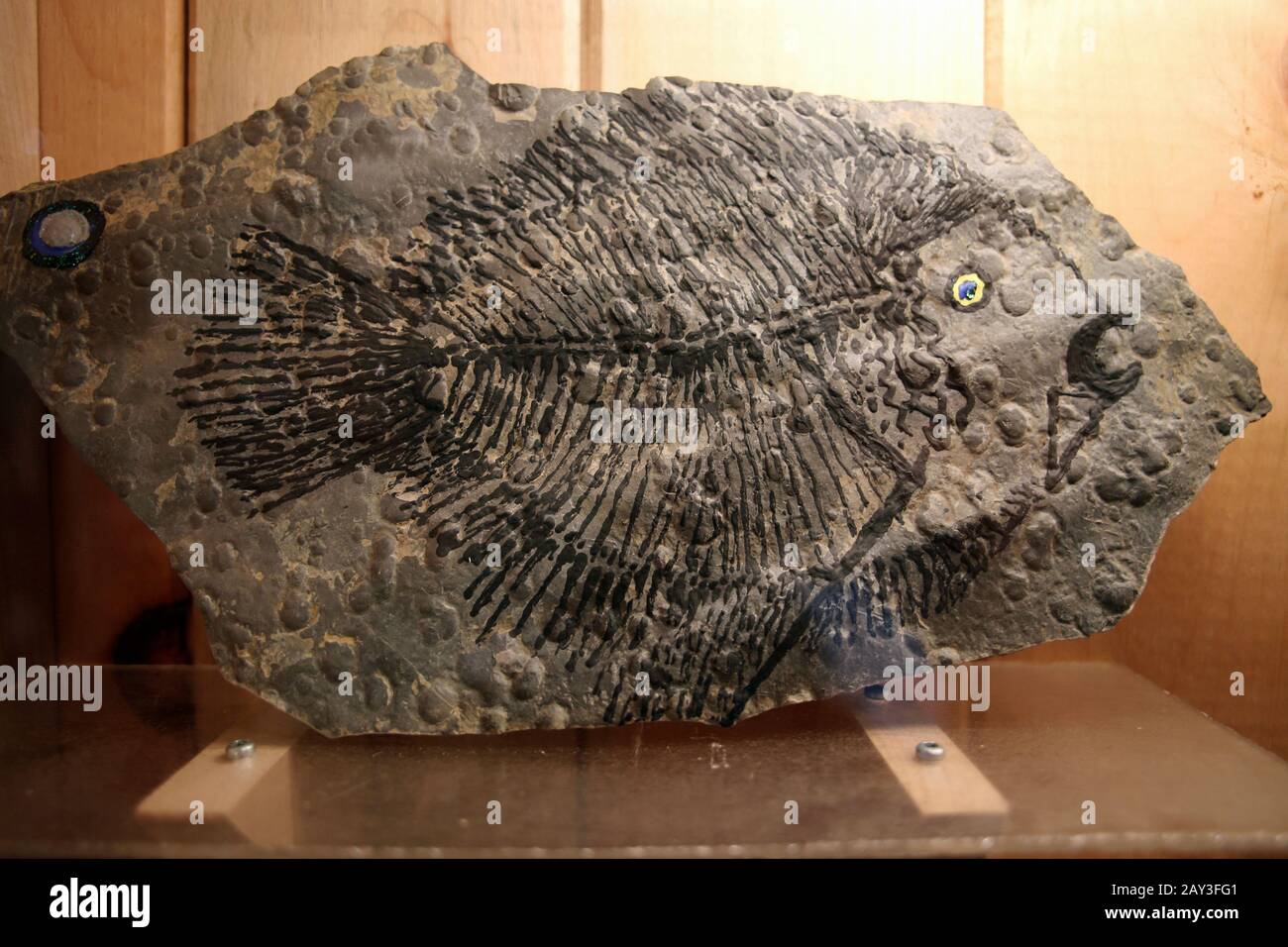 Fish fishes fossils hi-res stock photography and images - Alamy