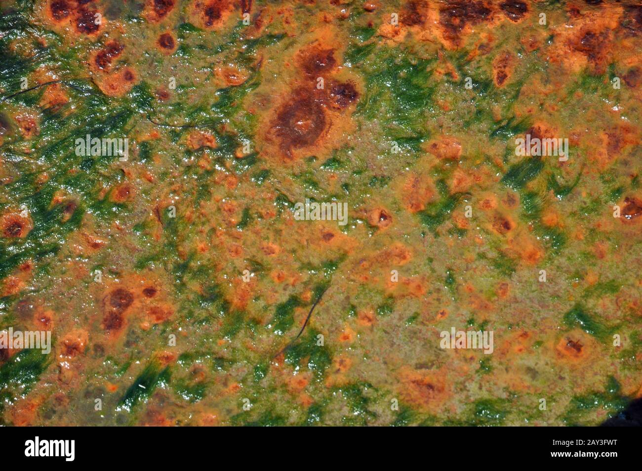 Rust algae hi-res stock photography and images - Alamy