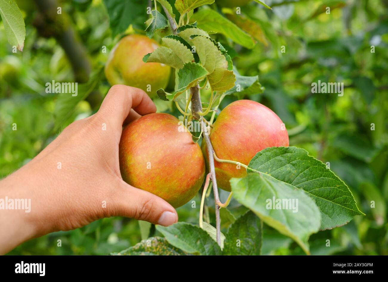 Apples orchard normandy hi-res stock photography and images - Alamy