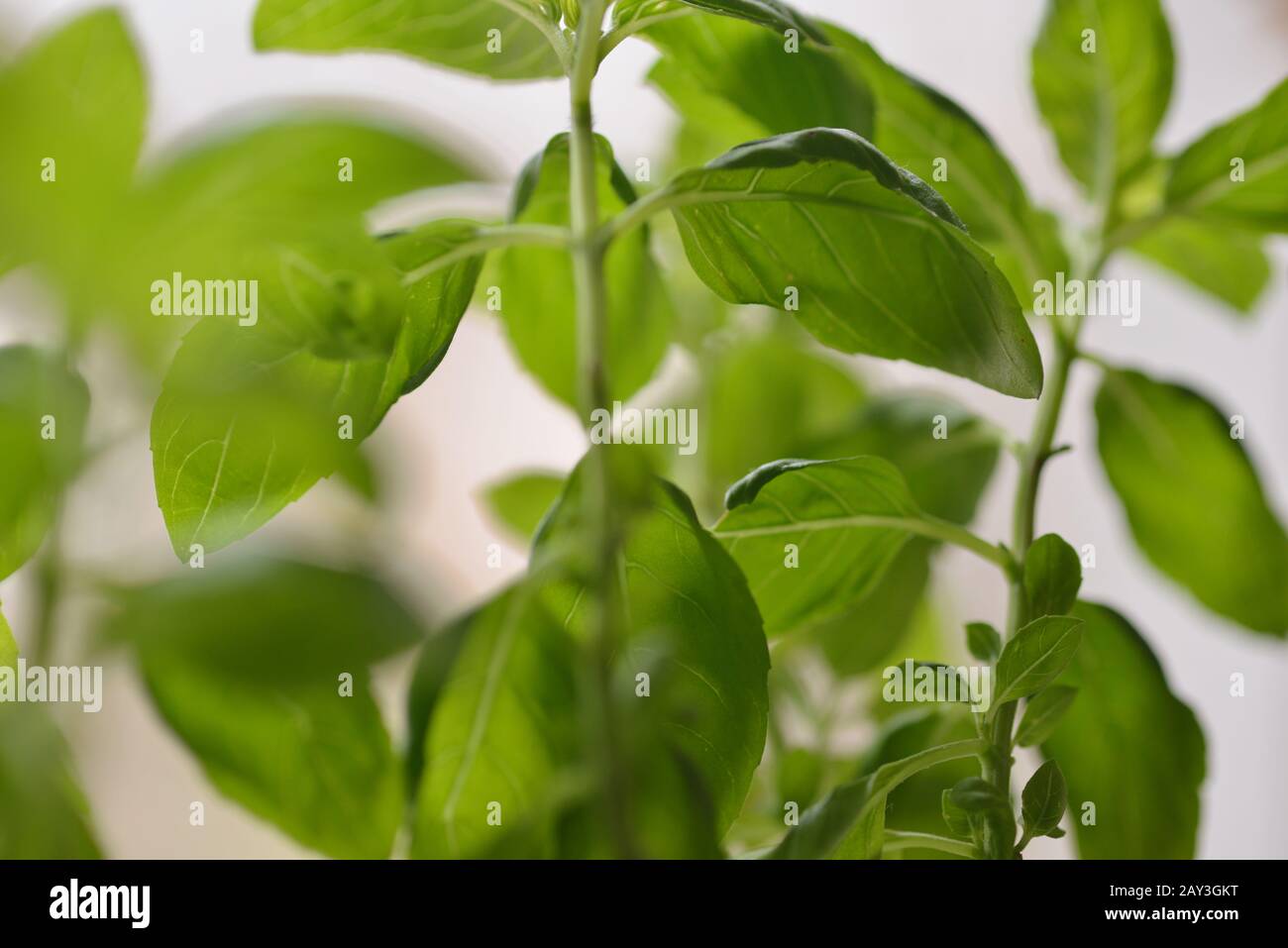 Basil plants texture hi-res stock photography and images - Alamy