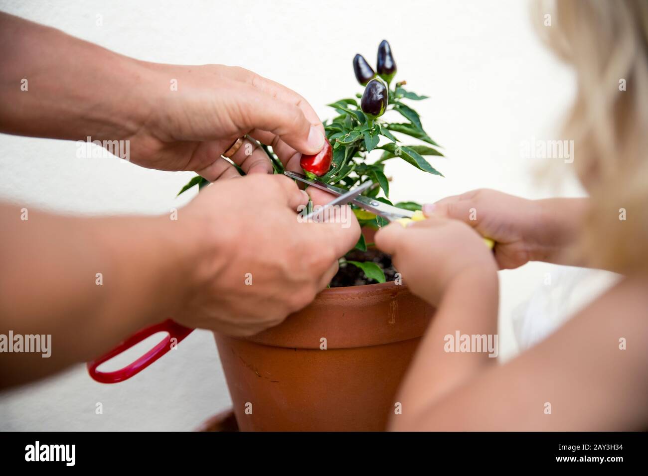 Picking chili peppers Stock Photo - Alamy