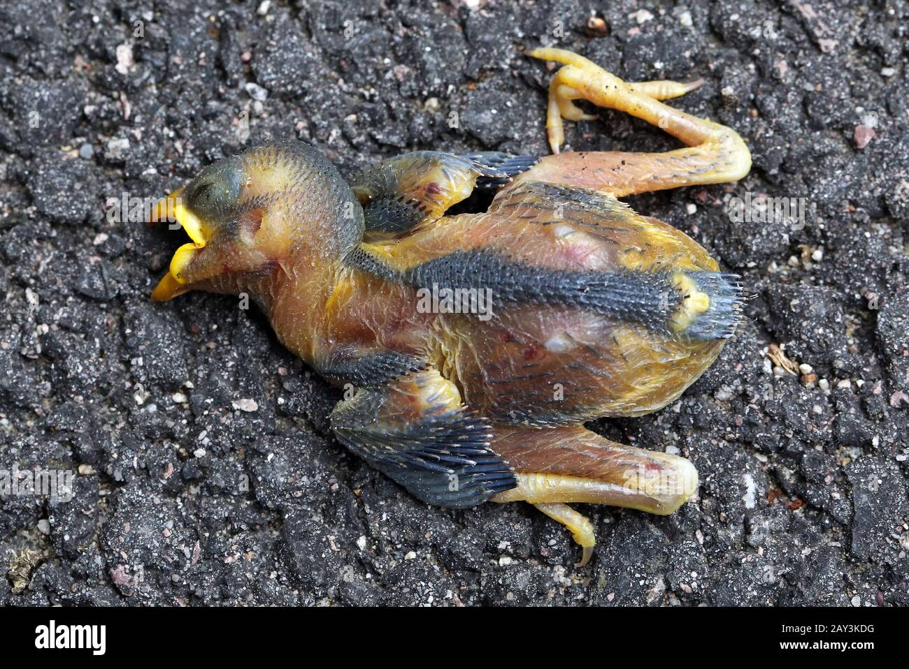 dead bird chick Stock Photo - Alamy