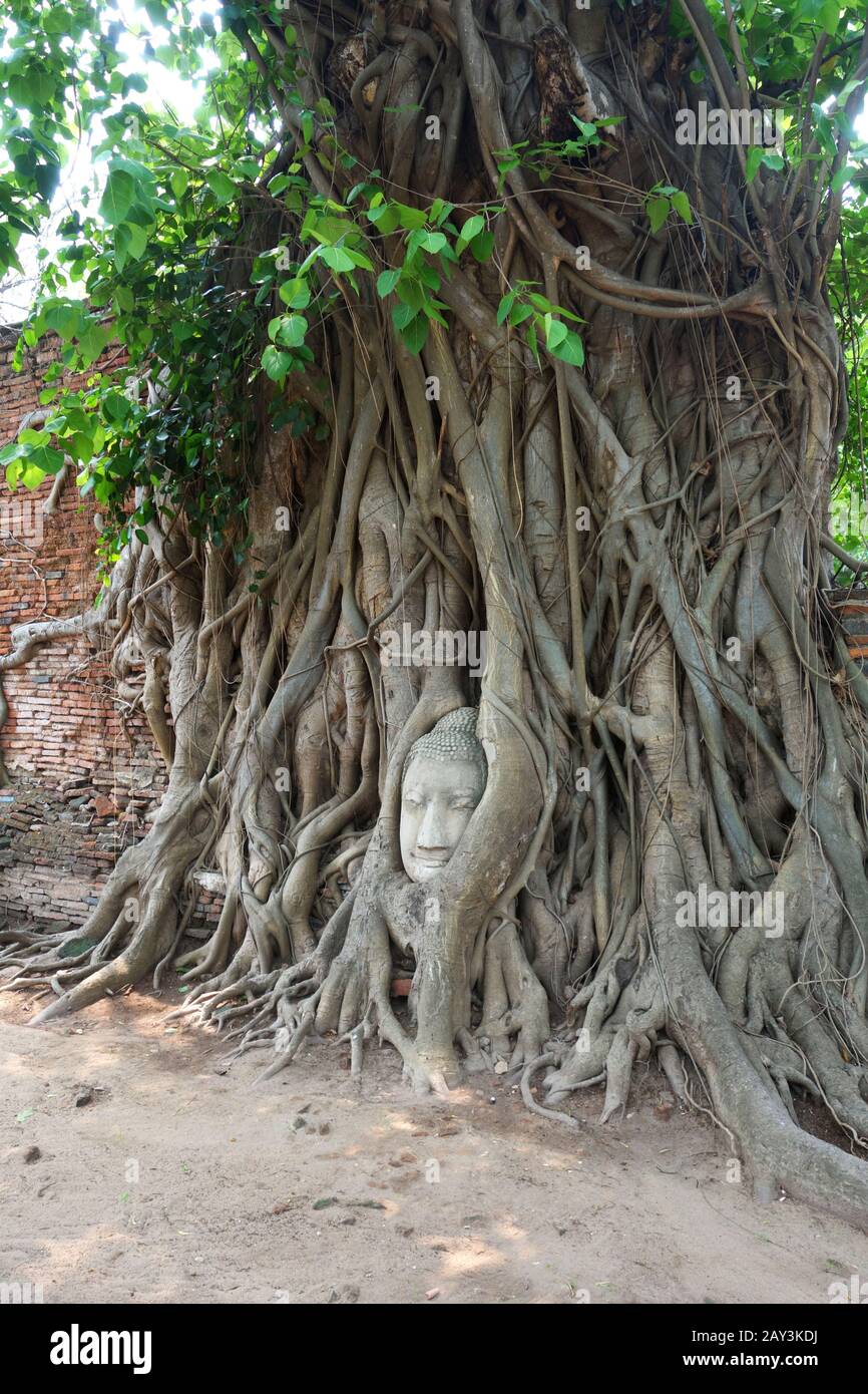 Sacred shiva tree hi-res stock photography and images - Alamy