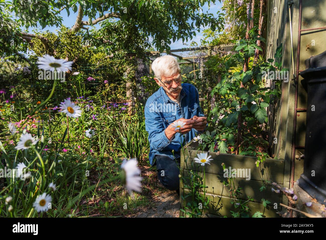 Old man gardening hi-res stock photography and images - Alamy