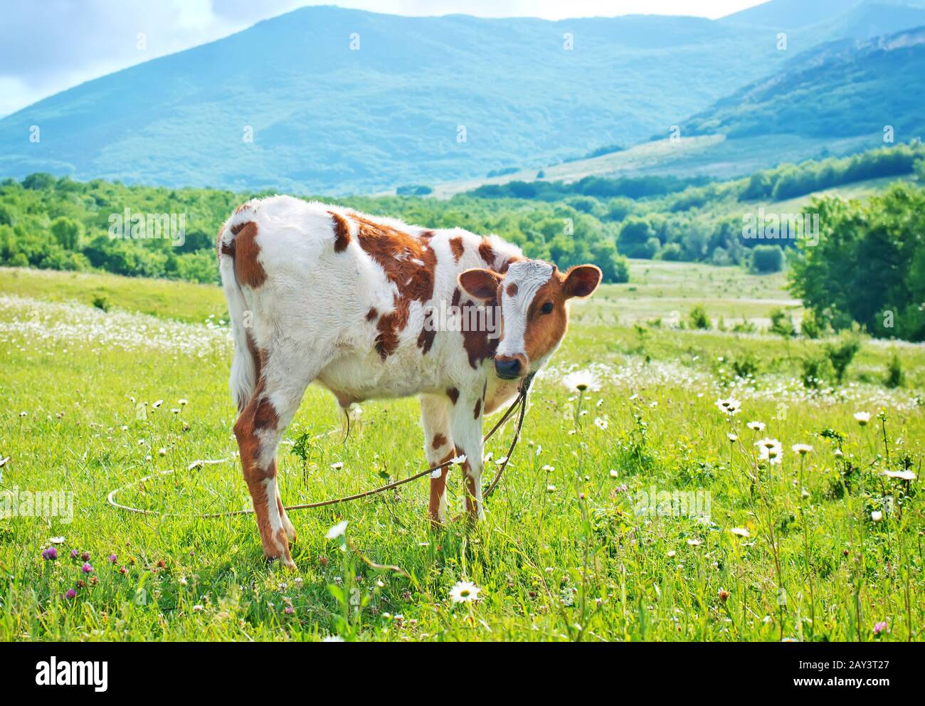 Milk caw hi-res stock photography and images - Alamy
