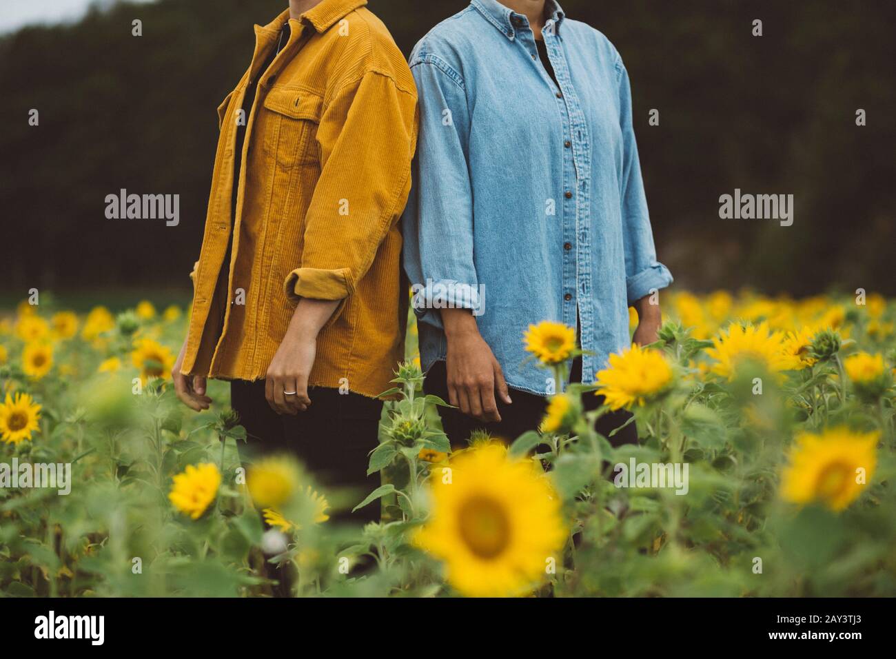 Two flowering plants hi-res stock photography and images - Alamy