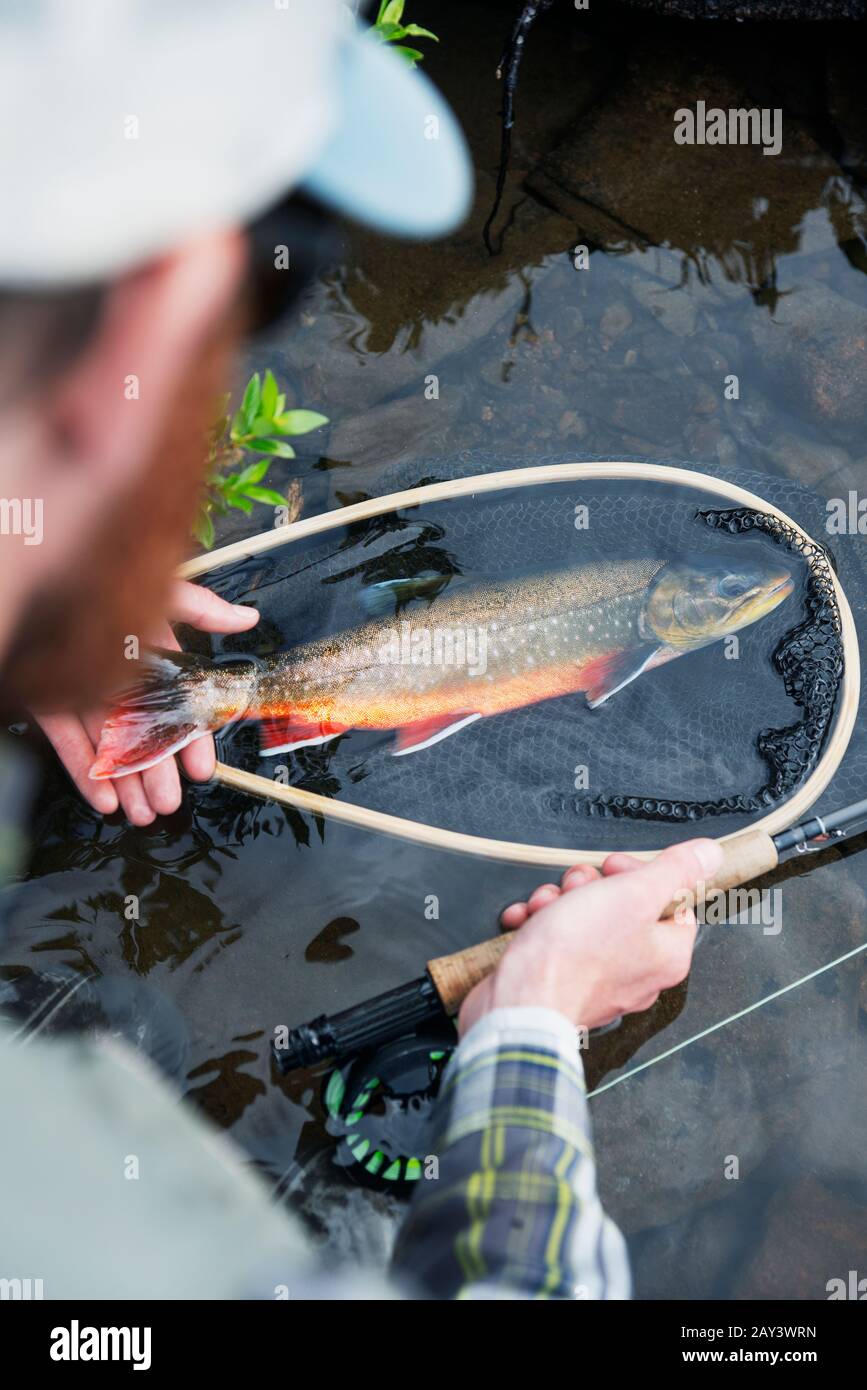 Hand holding net hi-res stock photography and images - Alamy