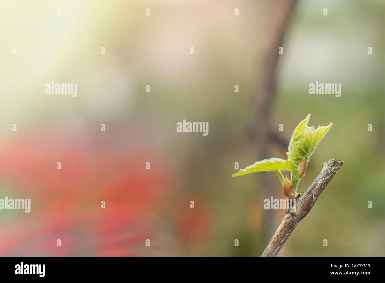 Young green tender shoots and leaves of grapes on the vine in the ...