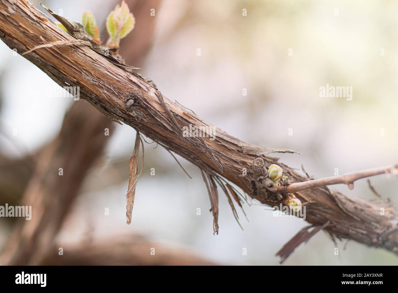 Grape vine young shoot hi-res stock photography and images - Alamy