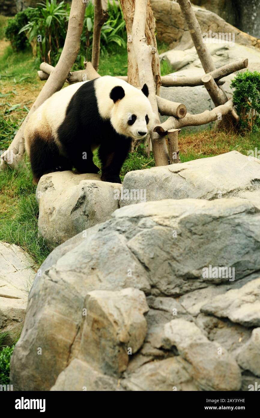 Panda wallpaper hi-res stock photography and images - Alamy