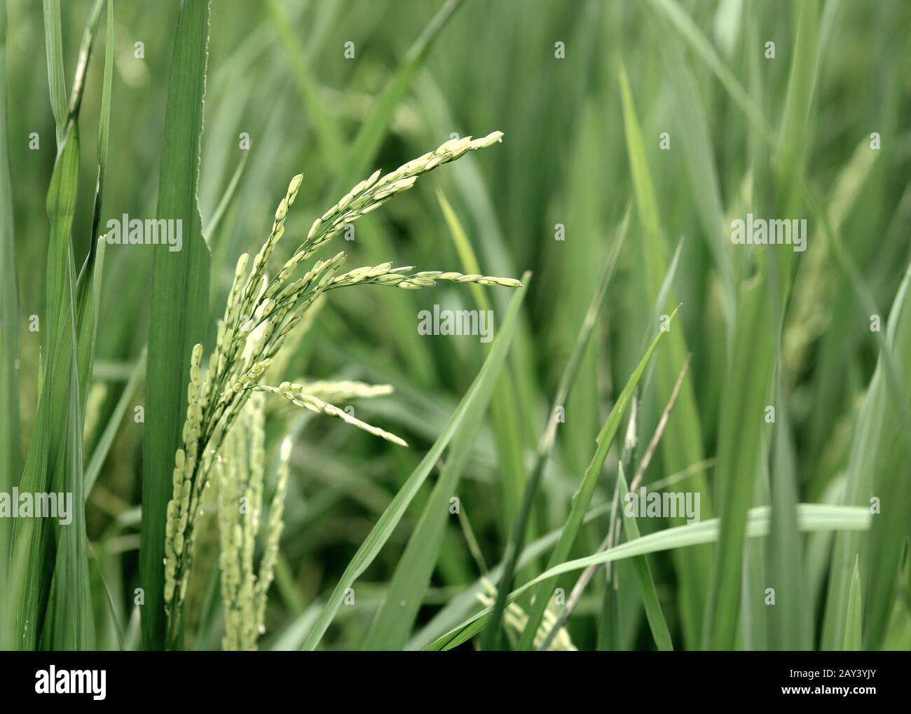 Gold paddy hi-res stock photography and images - Alamy