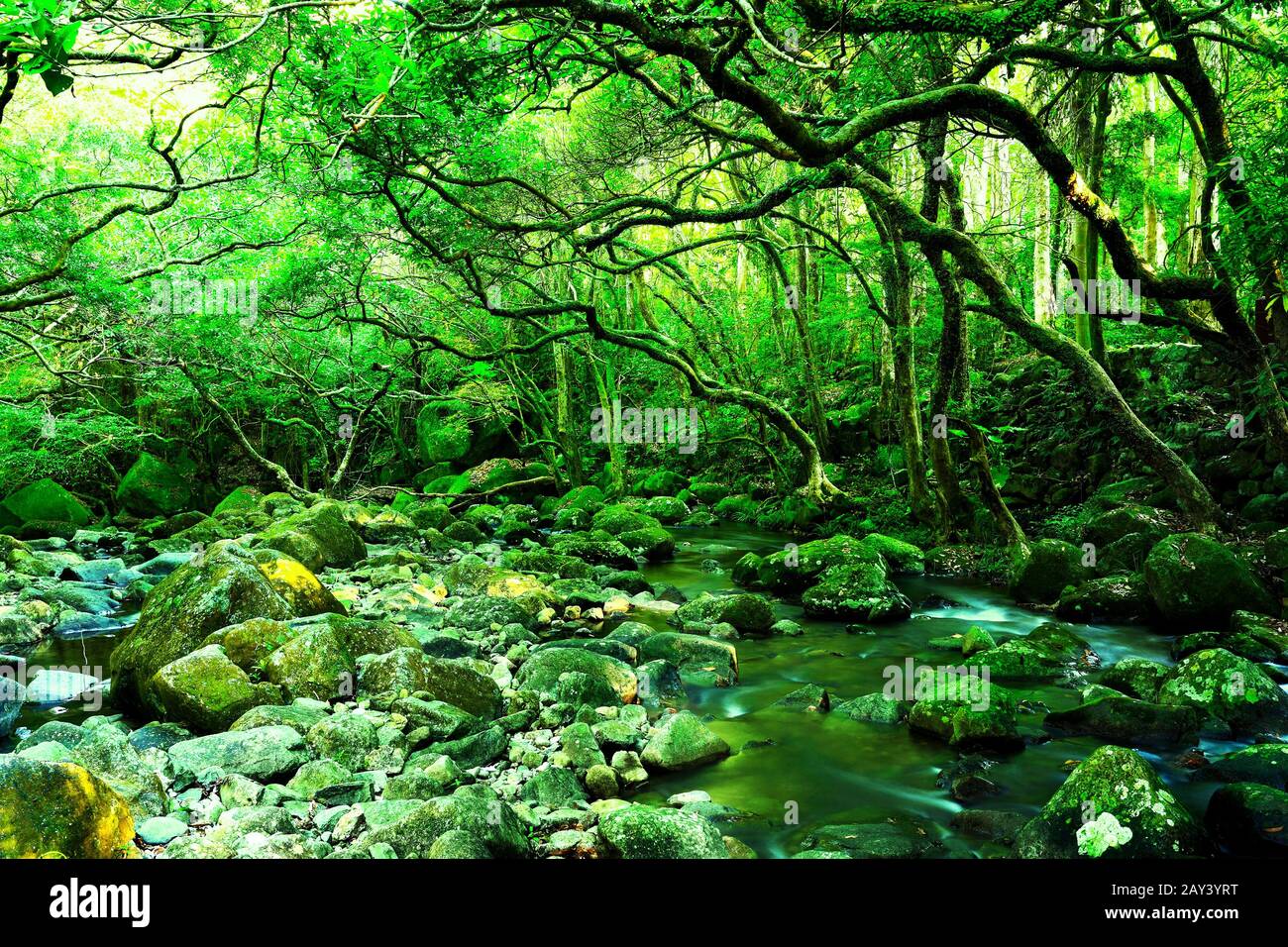 water spring in forest Stock Photo - Alamy