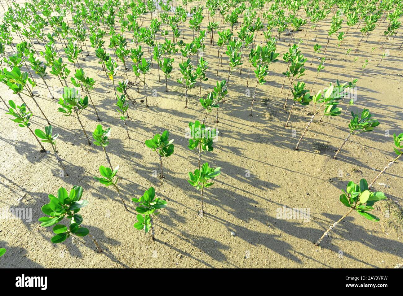 Salt mangrove leaf hi-res stock photography and images - Alamy
