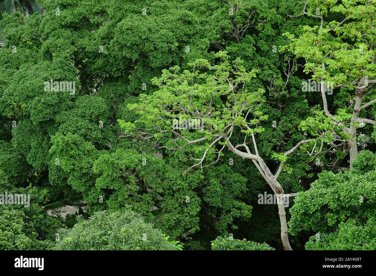 forest view from high Stock Photo - Alamy