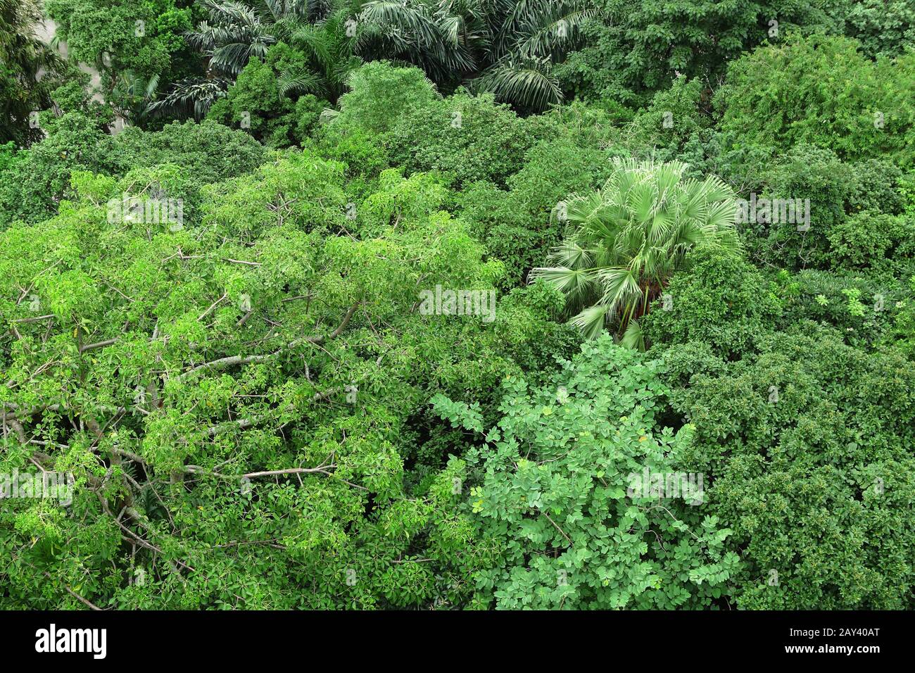Top view dense forest thick hi-res stock photography and images - Alamy