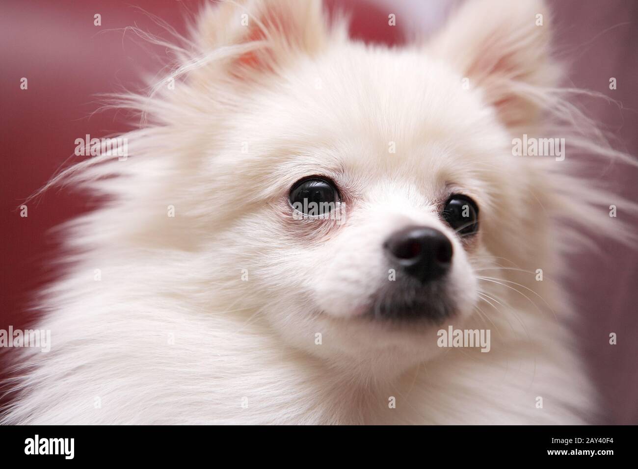 White pomeranian hi-res stock photography and images - Alamy