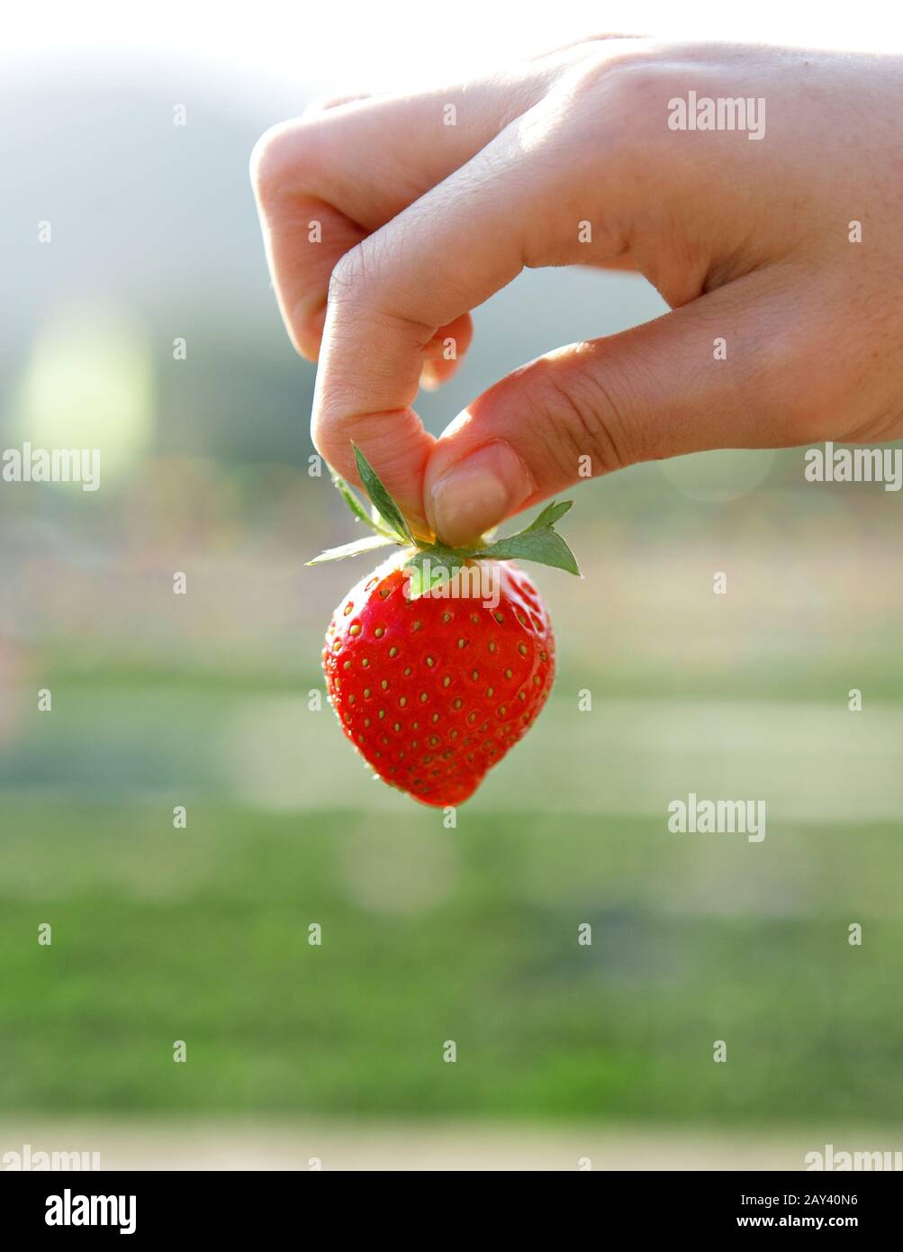 hand pick strawberry Stock Photo - Alamy