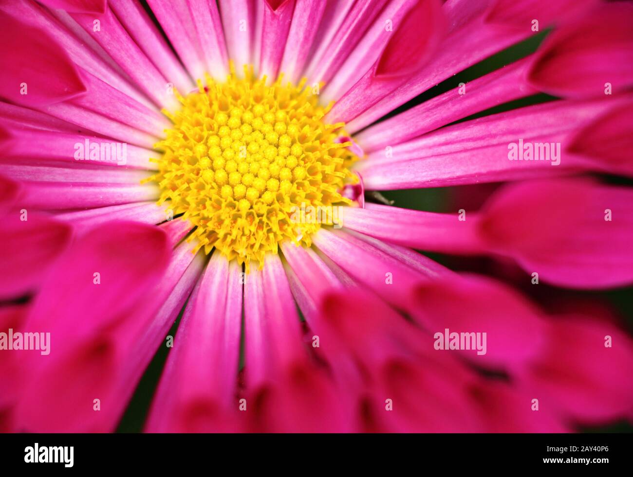 Red wattle tree hi-res stock photography and images - Alamy
