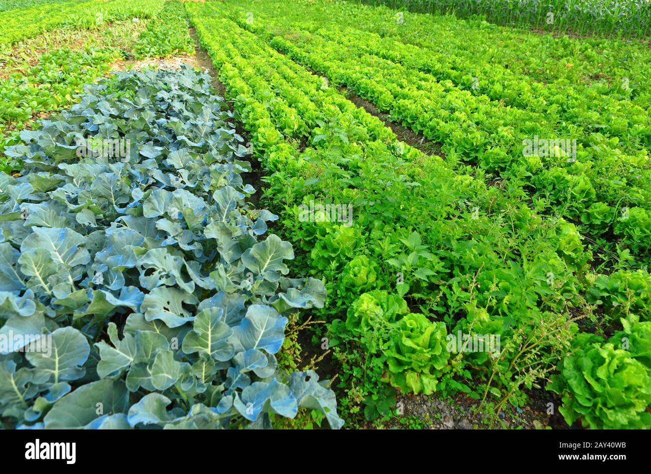 Intensive land use hi-res stock photography and images - Alamy