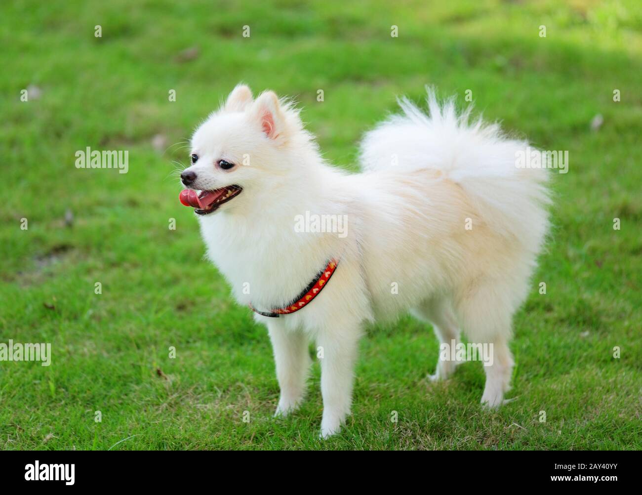adorable white pomeranian Stock Photo - Alamy
