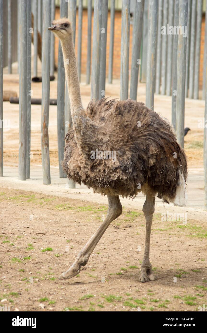 Solitary Ostrich in a zoo compound Stock Photo - Alamy