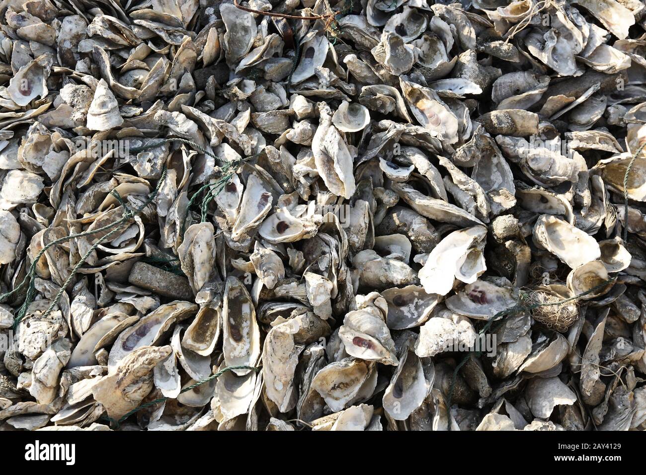 Shellfish waste hi-res stock photography and images - Alamy
