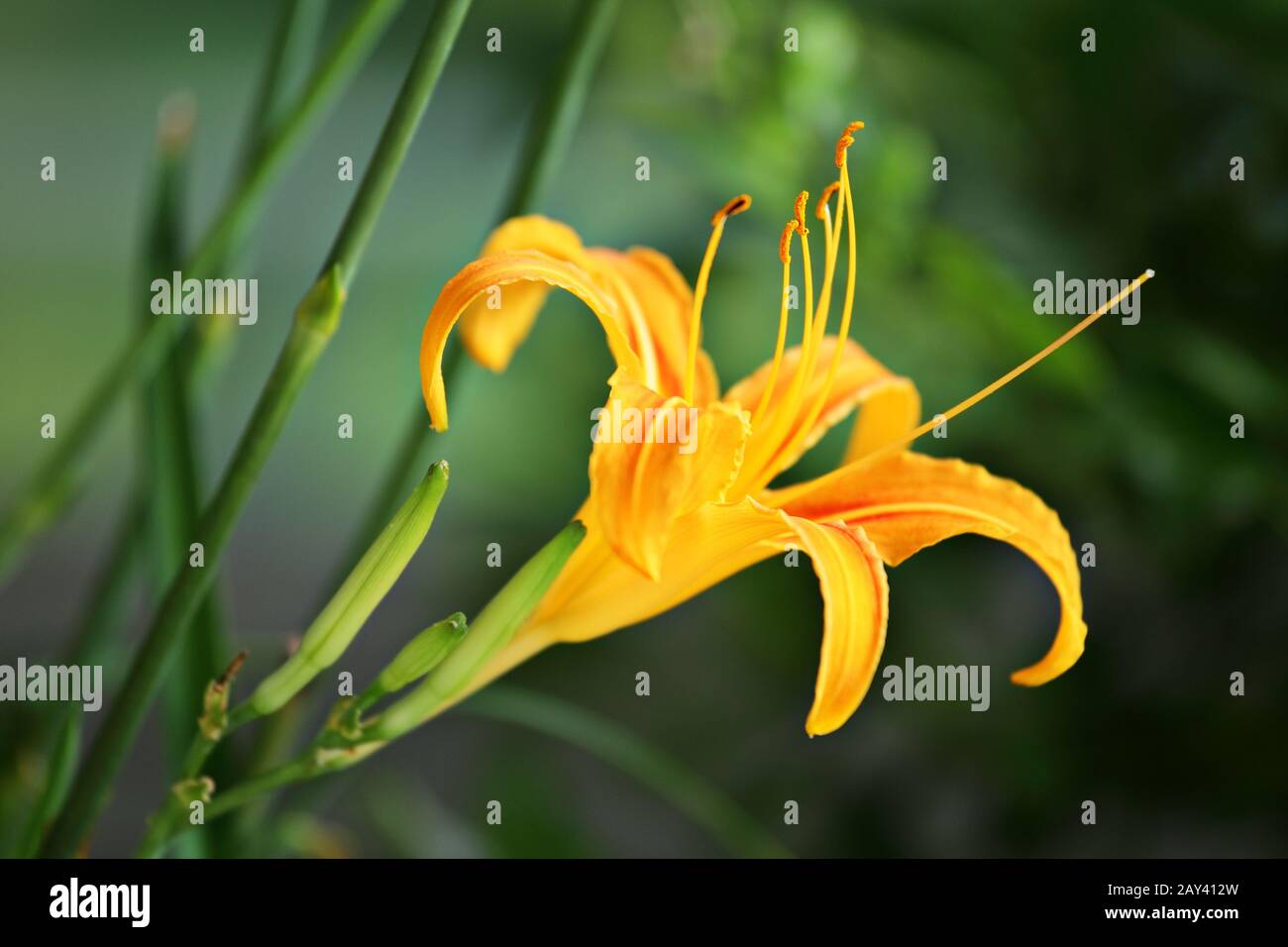 Closeup orange hemerocallis blooming hi-res stock photography and ...