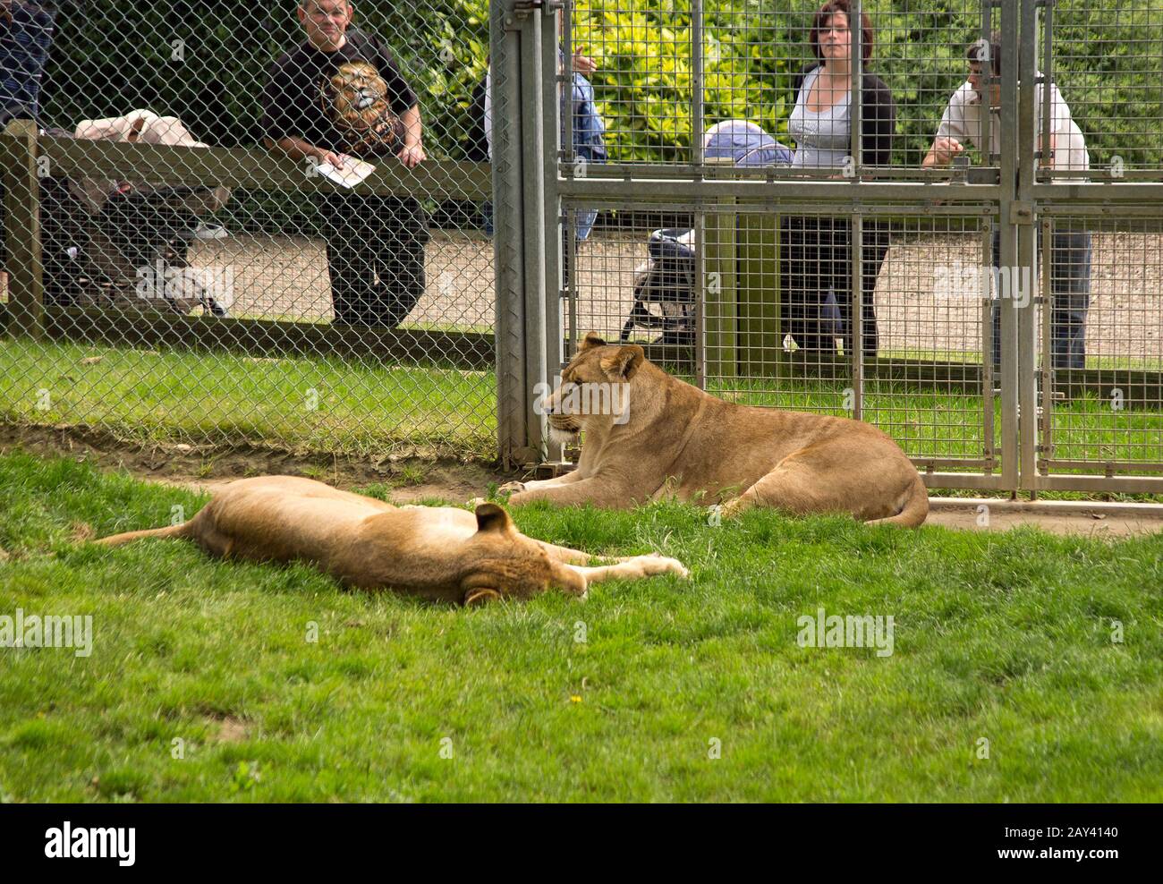 Lions resting in a zoo compound while visitors look on Stock Photo - Alamy