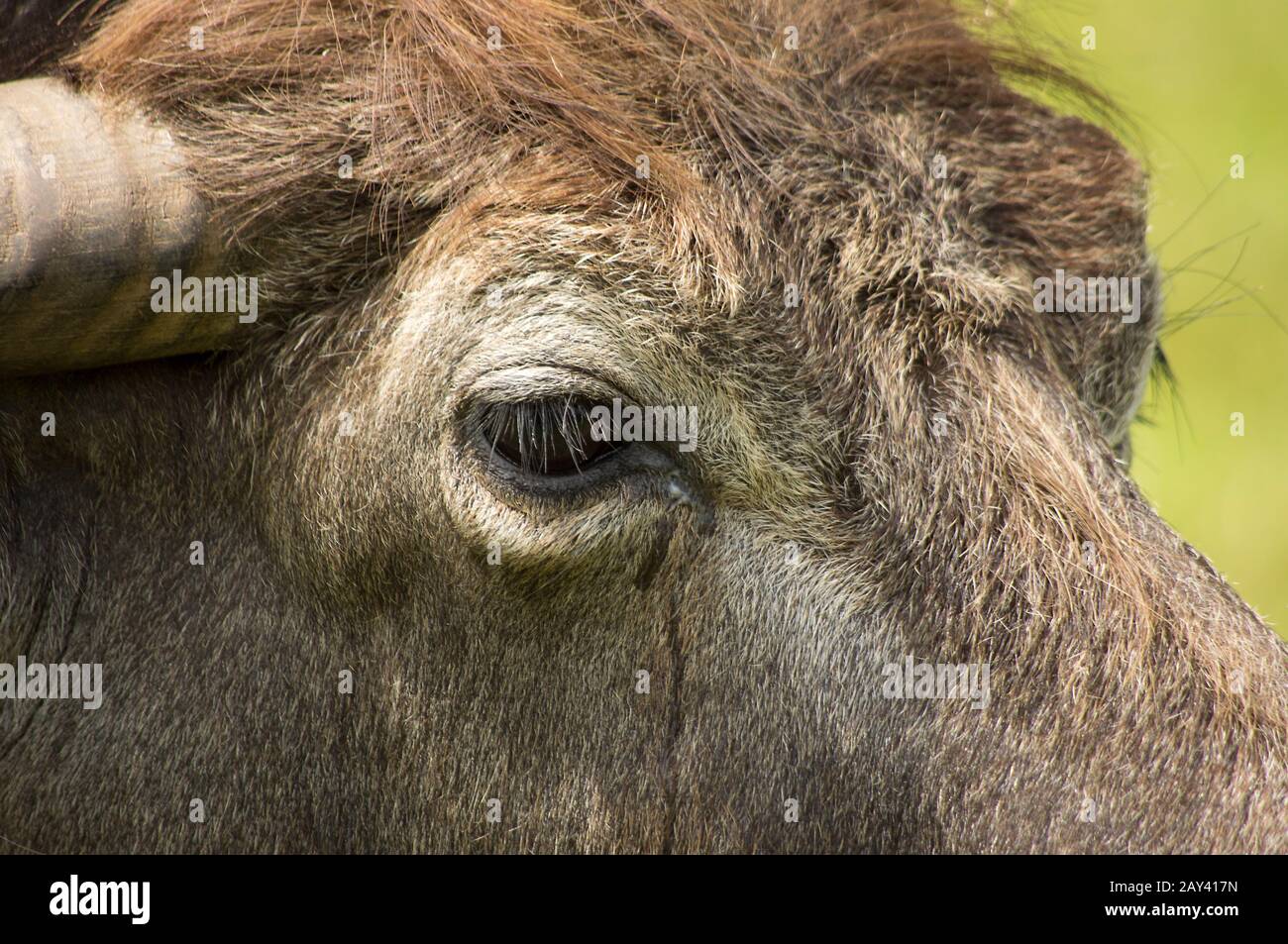 Weeping cow hi-res stock photography and images - Alamy