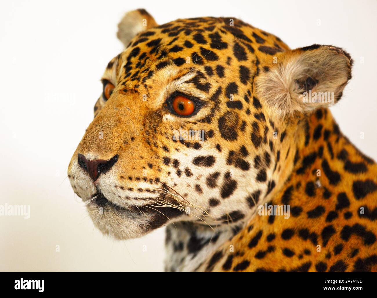 Jaguar teeth hi-res stock photography and images - Alamy