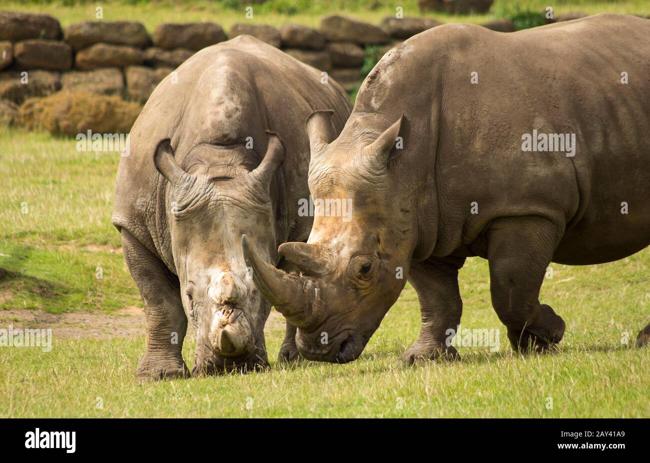 Two Rhinos in a UK zoo enclosure Stock Photo - Alamy