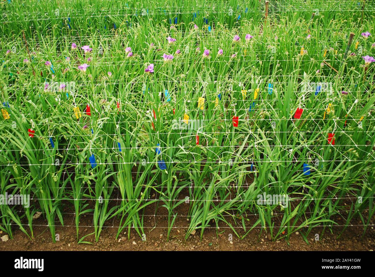 Cultivated freesia hi-res stock photography and images - Alamy