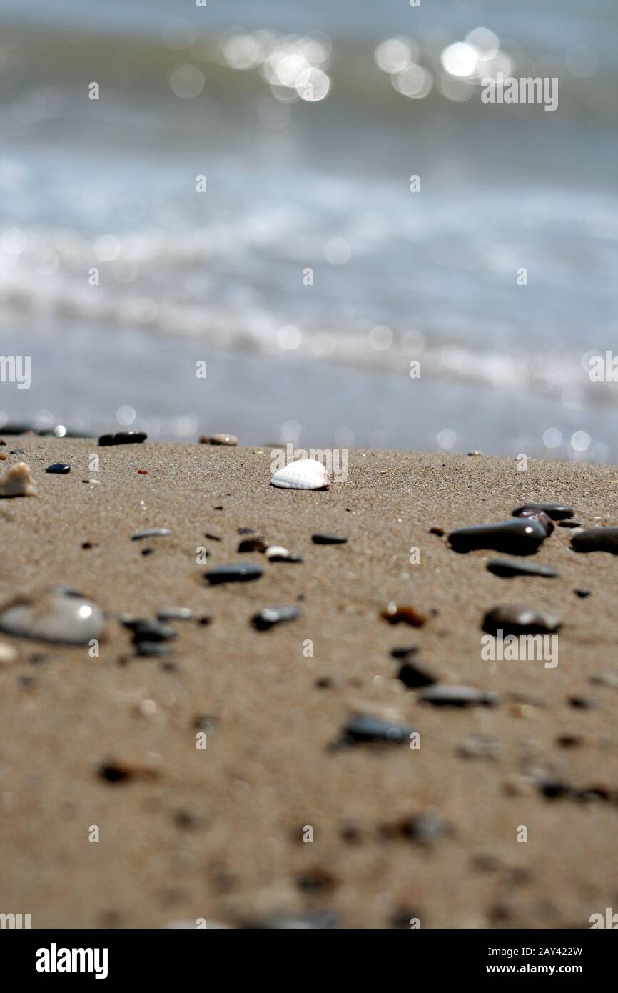Shells On Beach Stock Photo - Alamy