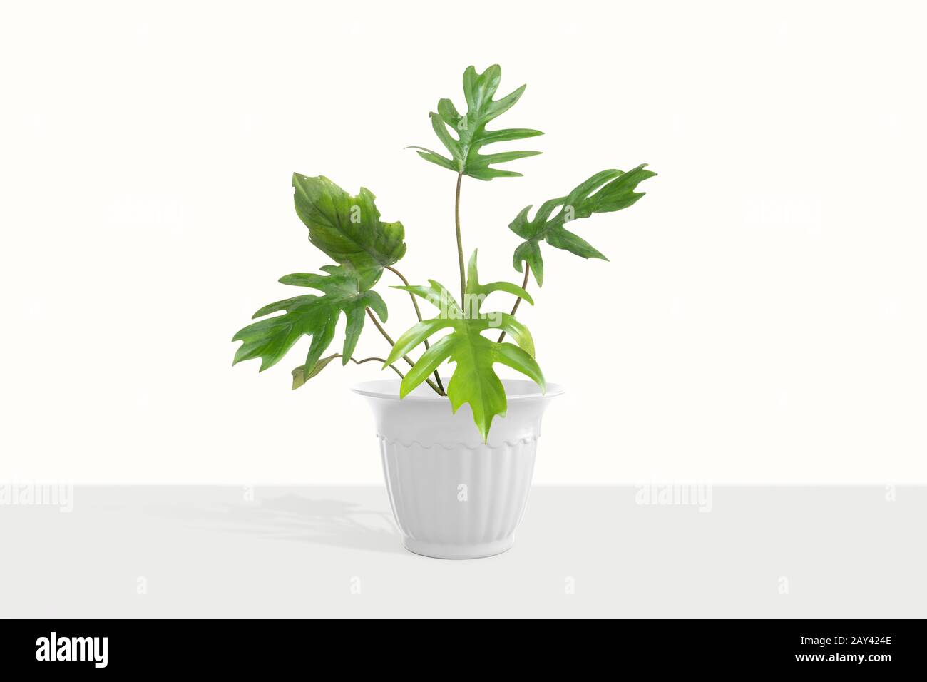 Adam's Rib Plant flowerpot vase isolated on white background Stock ...