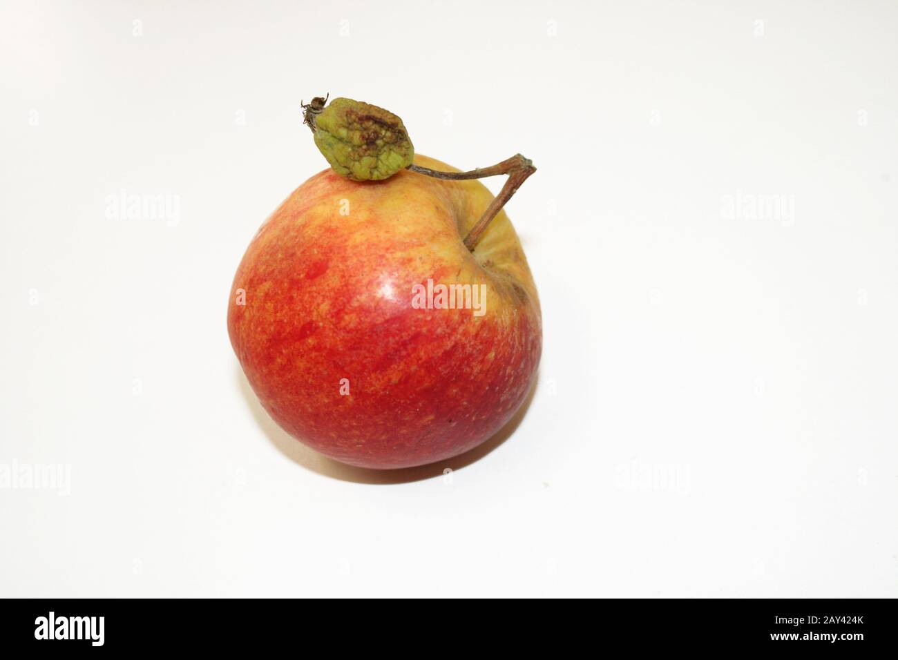 Apple with a small apple on a branch on a hi-res stock photography and ...