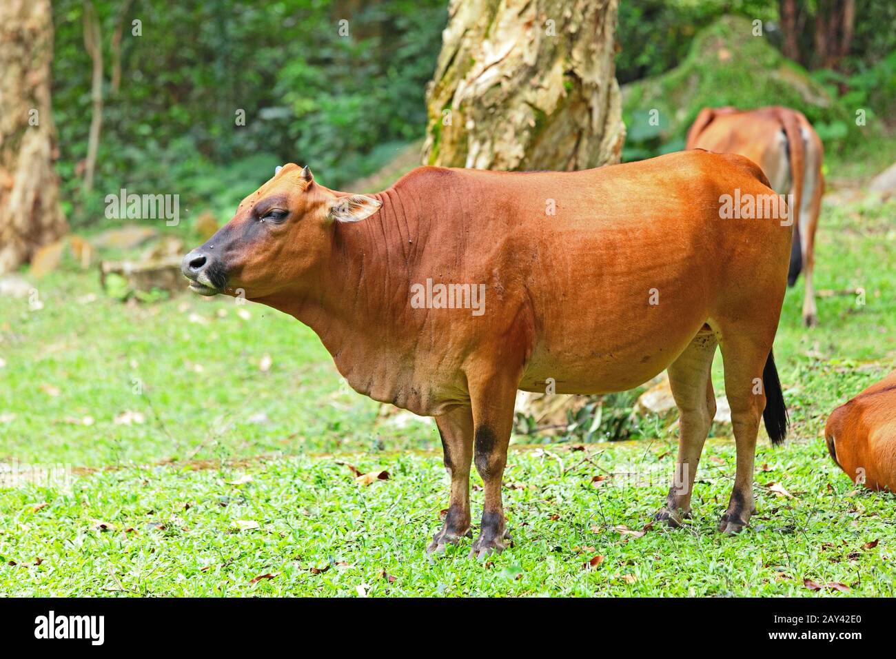 Cow saliva hi-res stock photography and images - Alamy