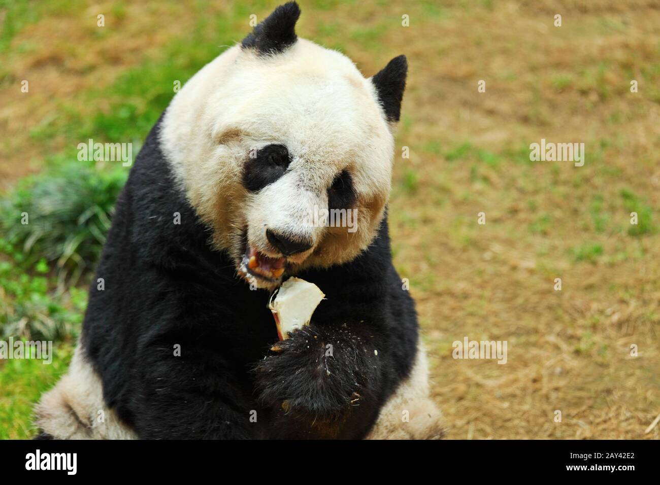 Panda breeding center hi-res stock photography and images - Alamy