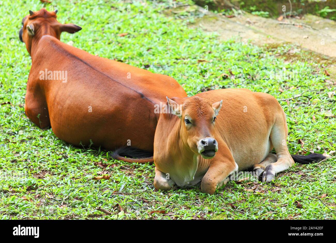 Country cow hi-res stock photography and images - Alamy