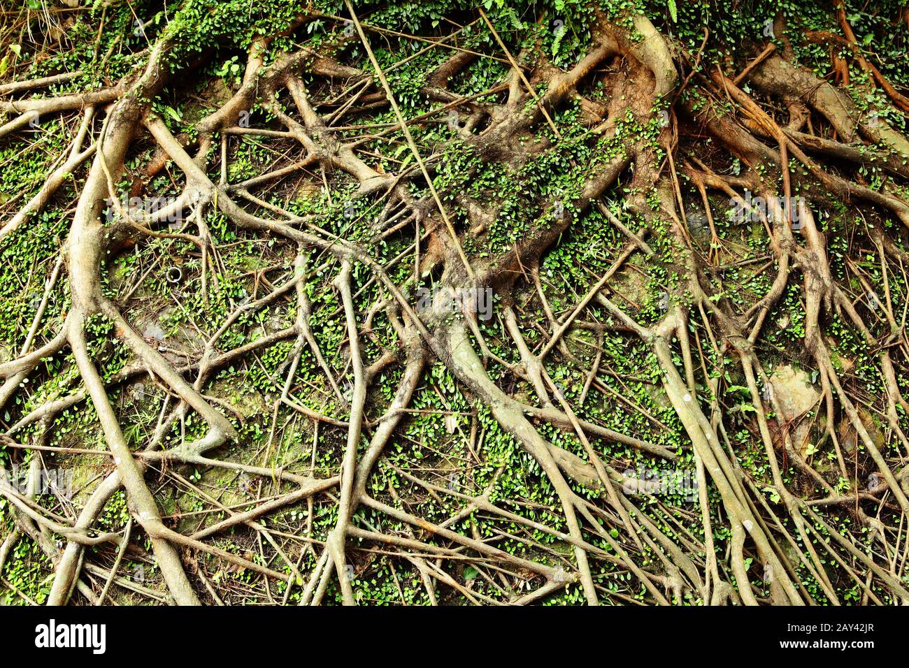 Tree root underground hi-res stock photography and images - Alamy