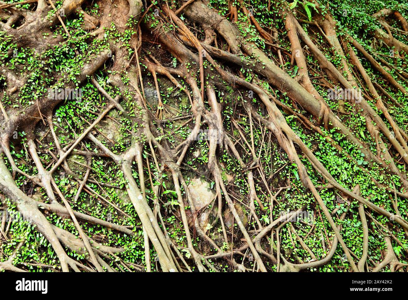 Tree root underground hi-res stock photography and images - Alamy