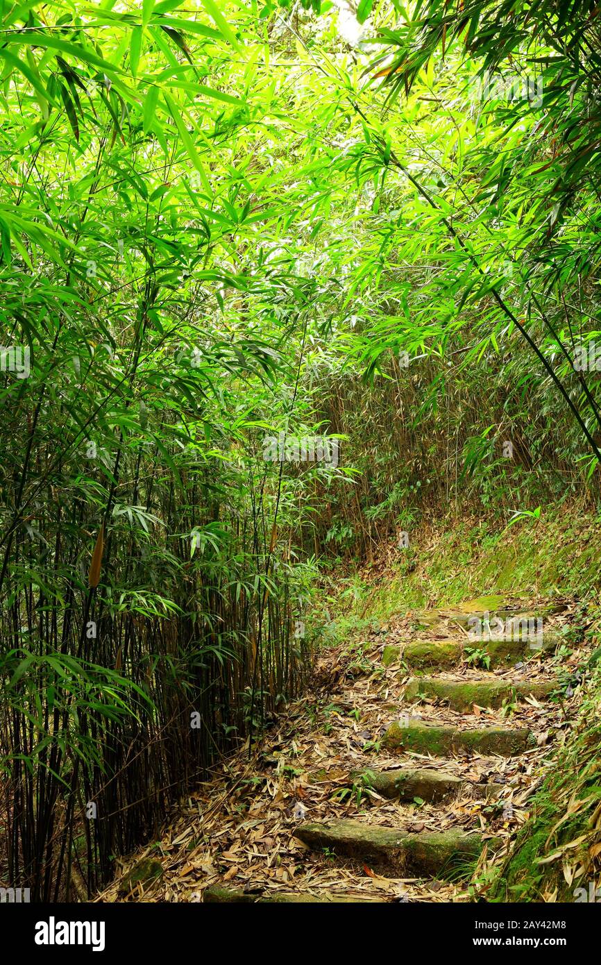 bamboo forest path Stock Photo - Alamy