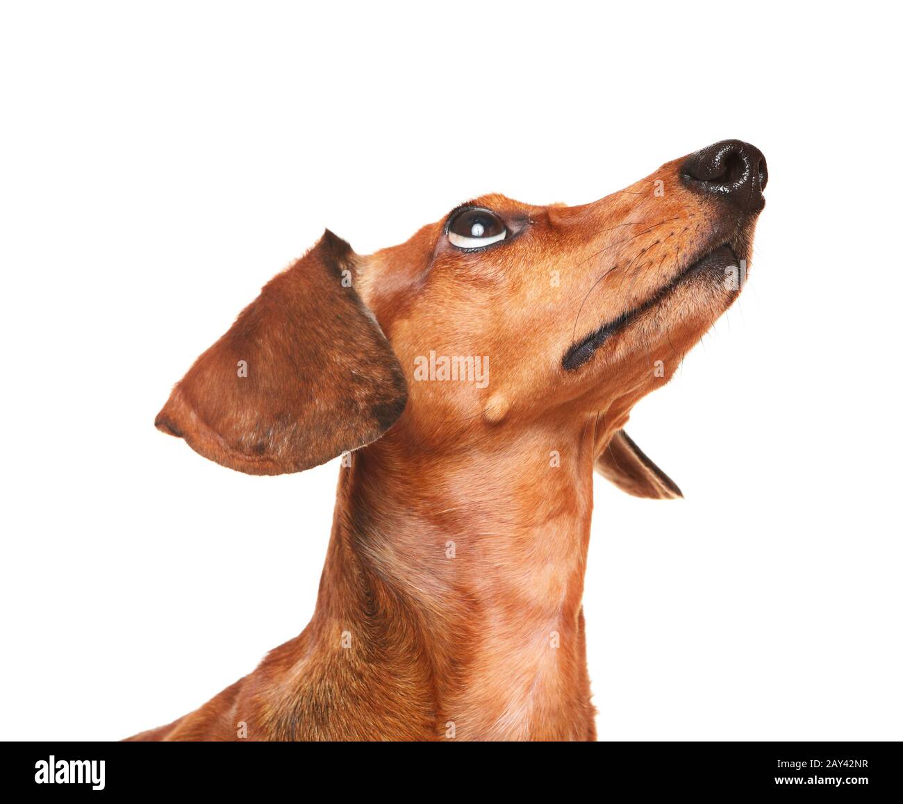 Worshond hi-res stock photography and images - Alamy