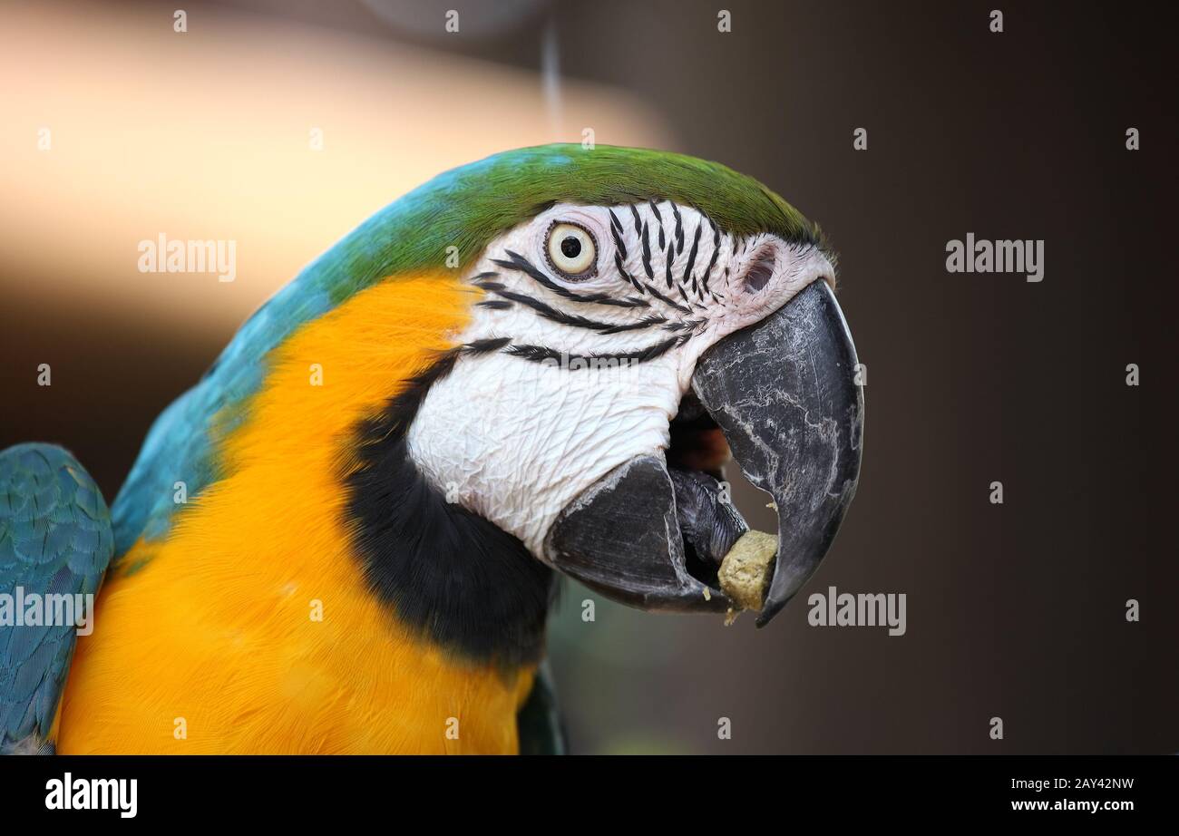 Mccaw parrot hi-res stock photography and images - Alamy