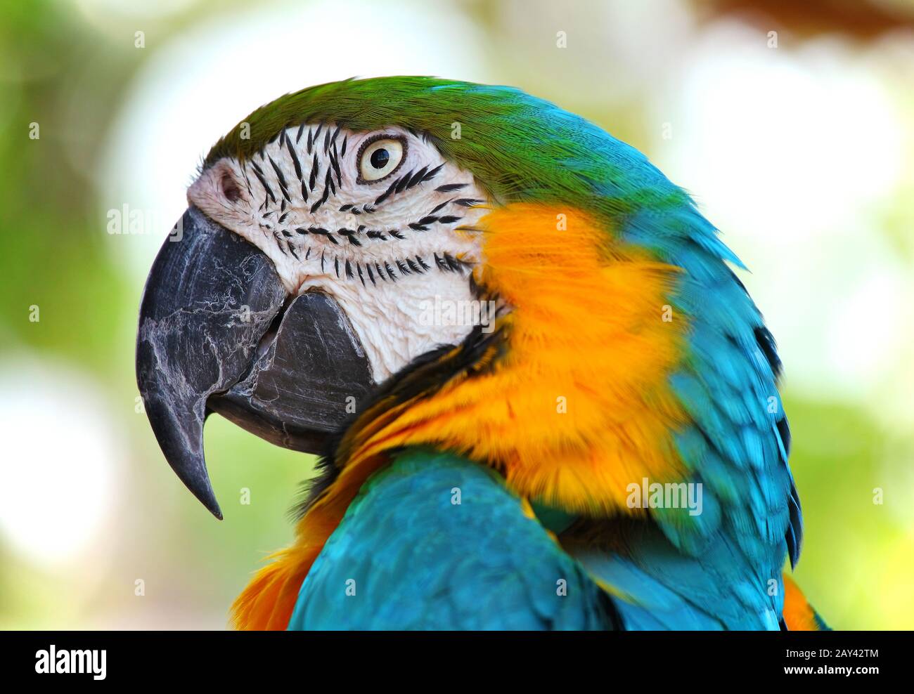 coloured Macaw parrot Stock Photo - Alamy