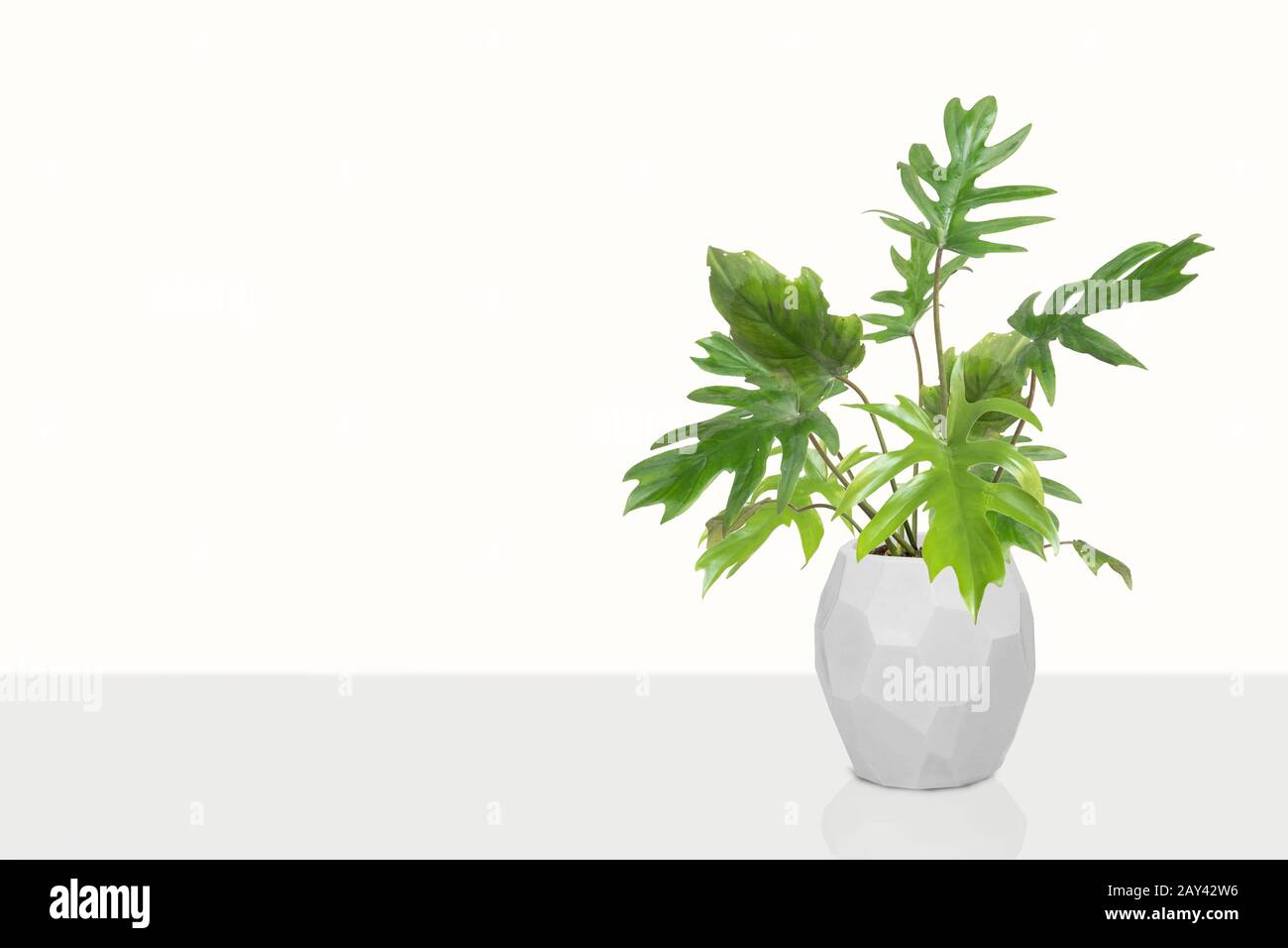 Adam's Rib Plant flowerpot vase isolated on white background Stock ...