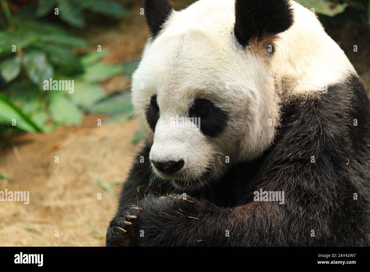 Wolong panda hi-res stock photography and images - Alamy