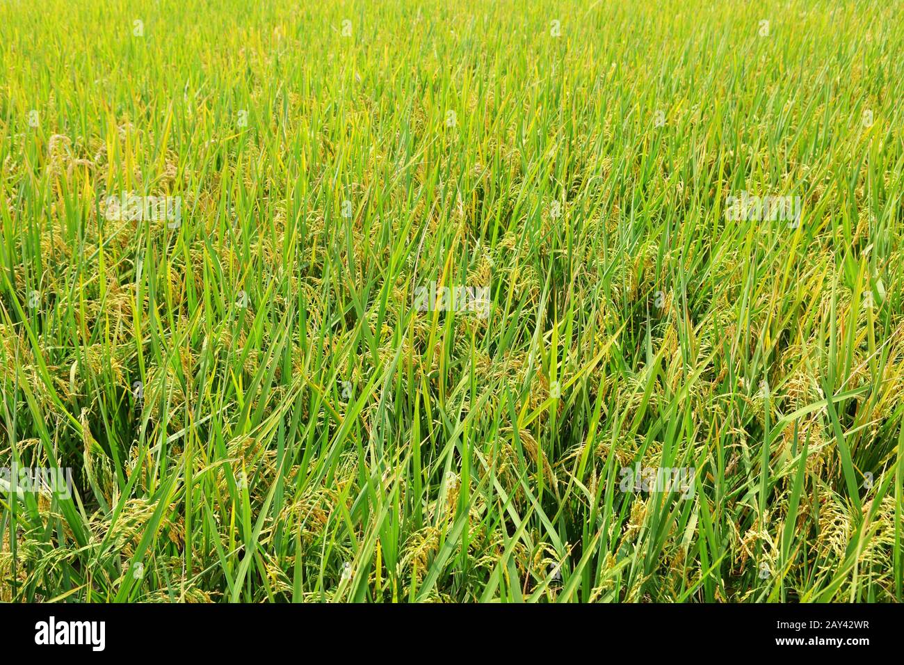 Paddy stalk hi-res stock photography and images - Alamy