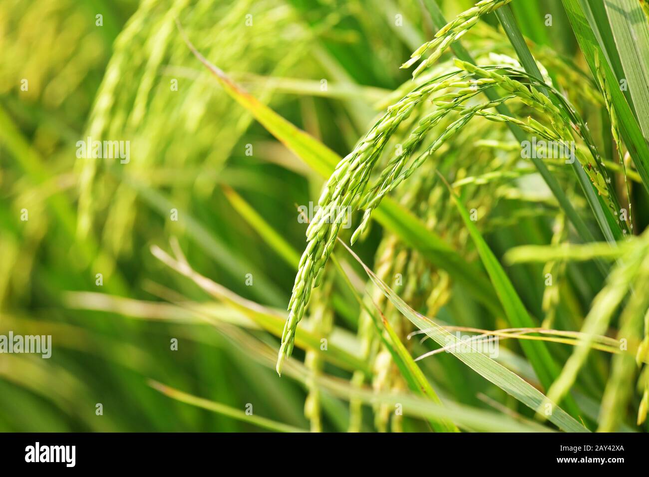 Cultivation crop green paddy hi-res stock photography and images - Alamy
